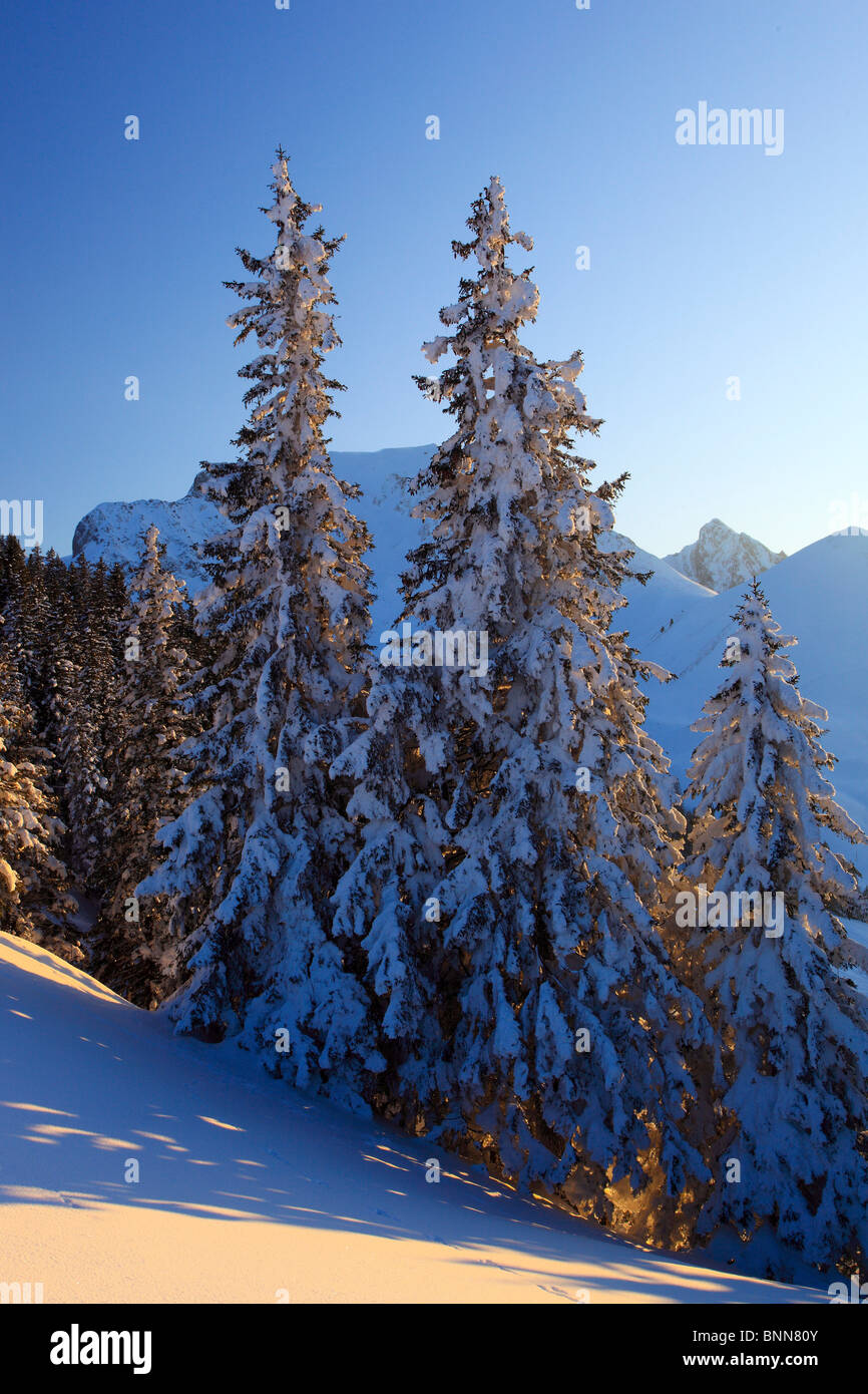 Evening evening mood tree mountain Bern Bernese Bern middle land trees ...