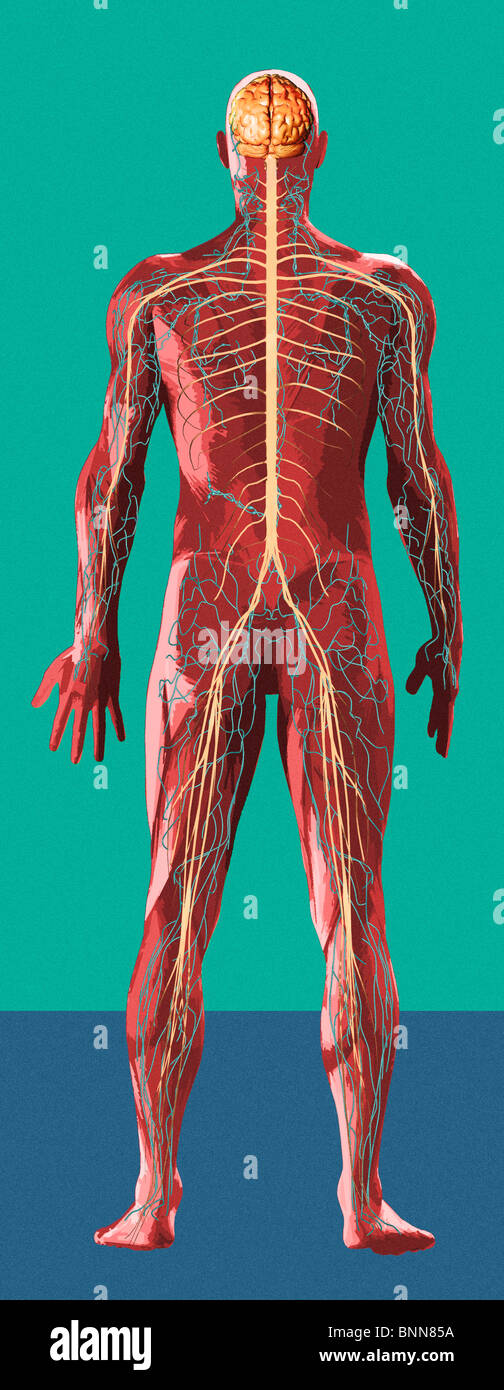 Nervous system, artwork Stock Photo - Alamy