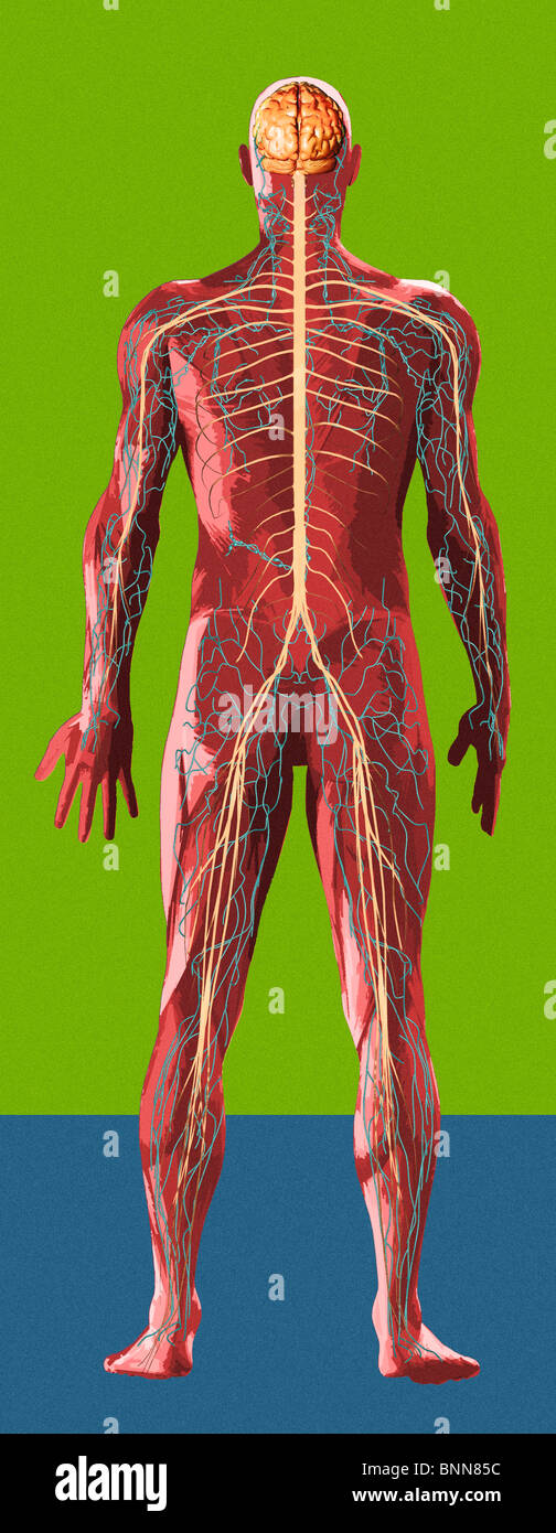 Nervous system, artwork Stock Photo - Alamy