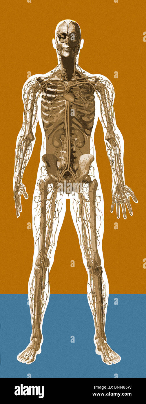 Skeleton anatomy computer graphics hi-res stock photography and images ...