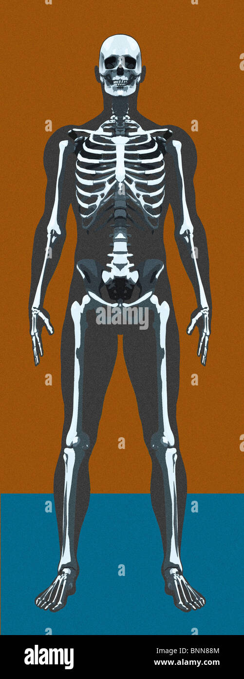 Models of skeletons hi-res stock photography and images - Alamy