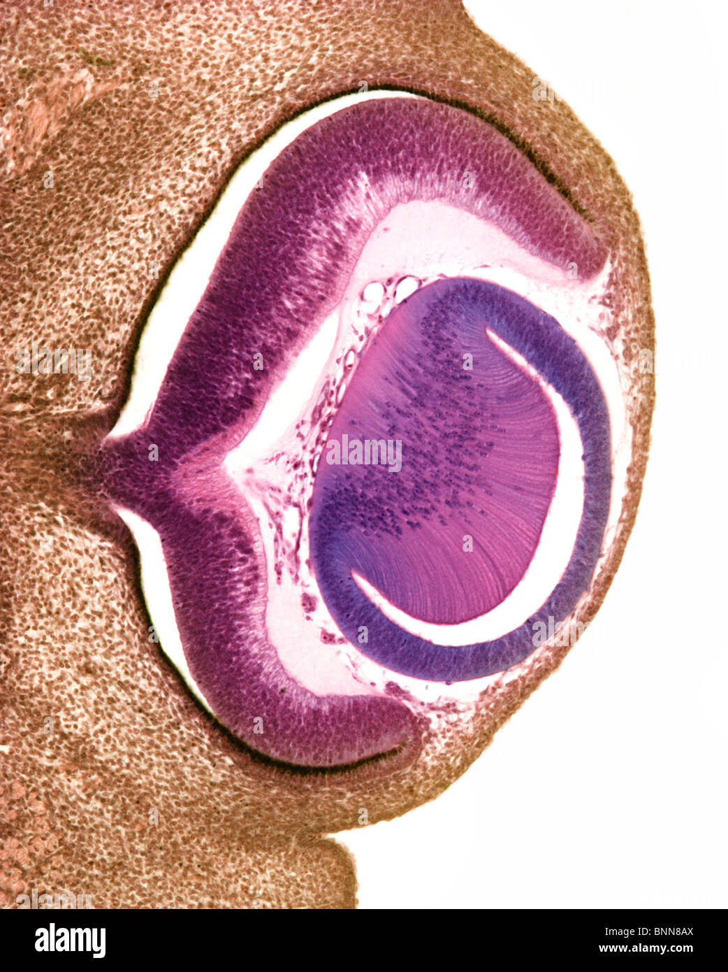 Developing pig eye, light micrograph Stock Photo - Alamy