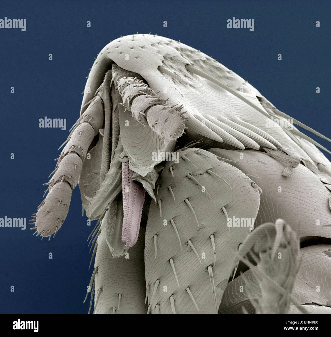 Rabbit parasite hi-res stock photography and images - Alamy