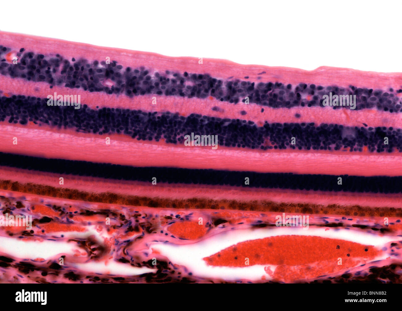 Retina, light micrograph Stock Photo - Alamy