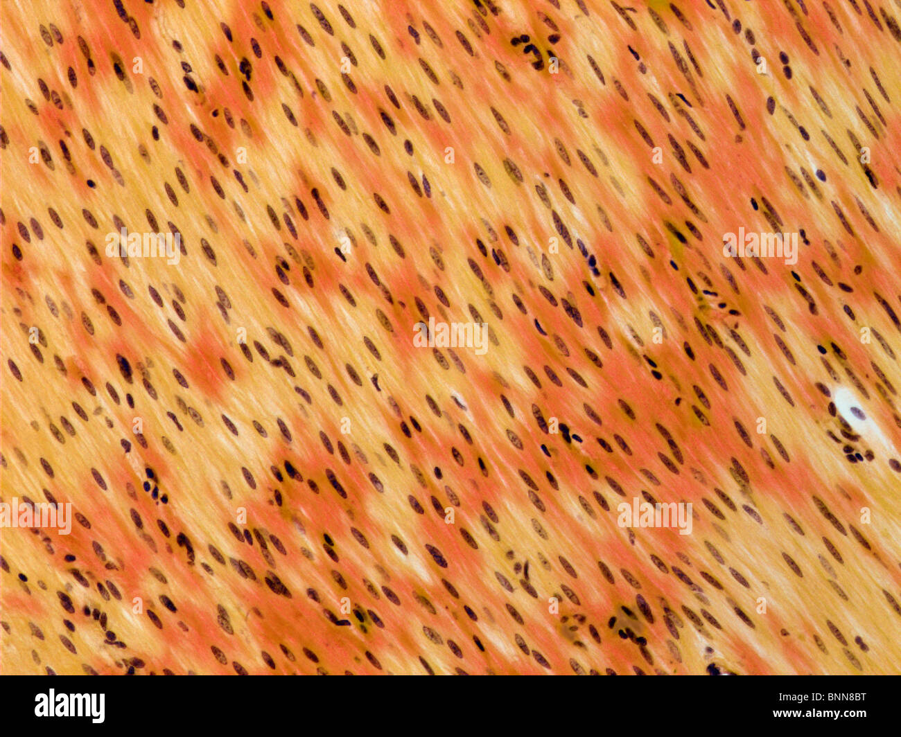 Smooth muscle, light micrograph Stock Photo - Alamy