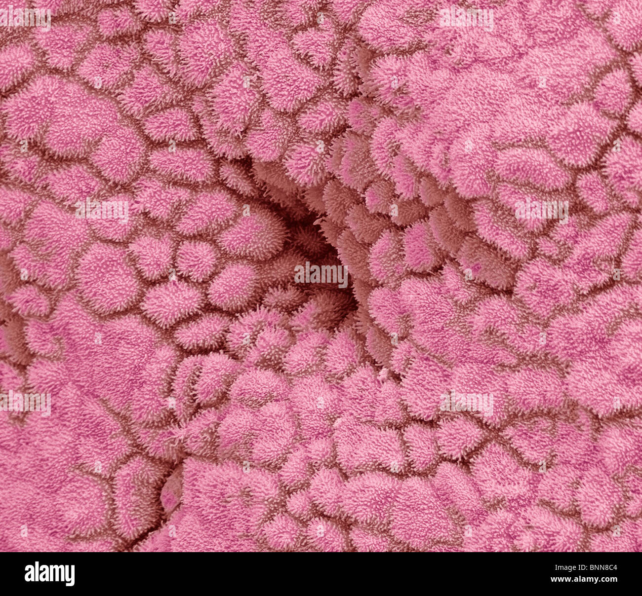 Microvilli Sem Stock Photos & Microvilli Sem Stock Images - Alamy