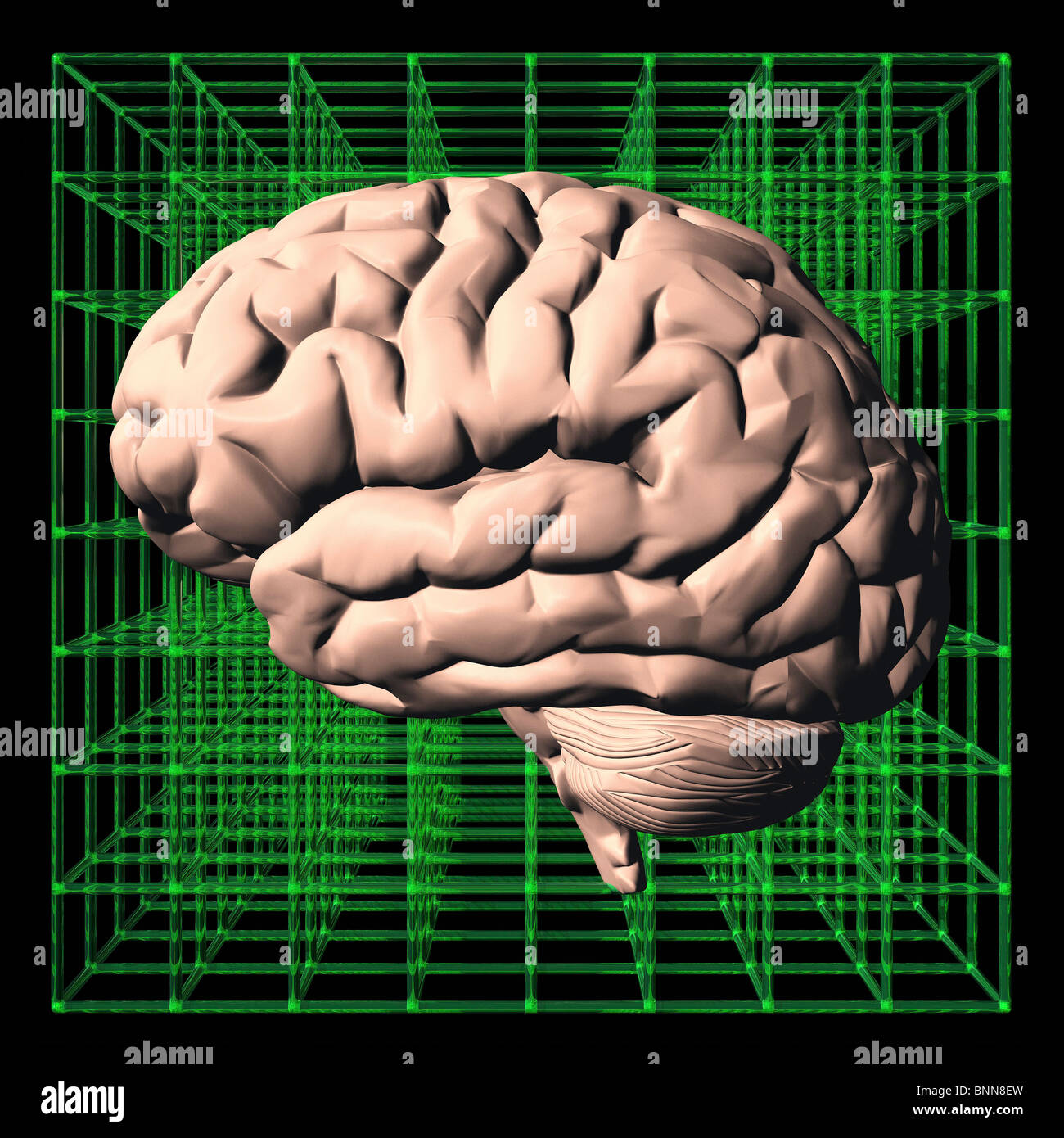 Anatomy brain grid organ hi-res stock photography and images - Alamy