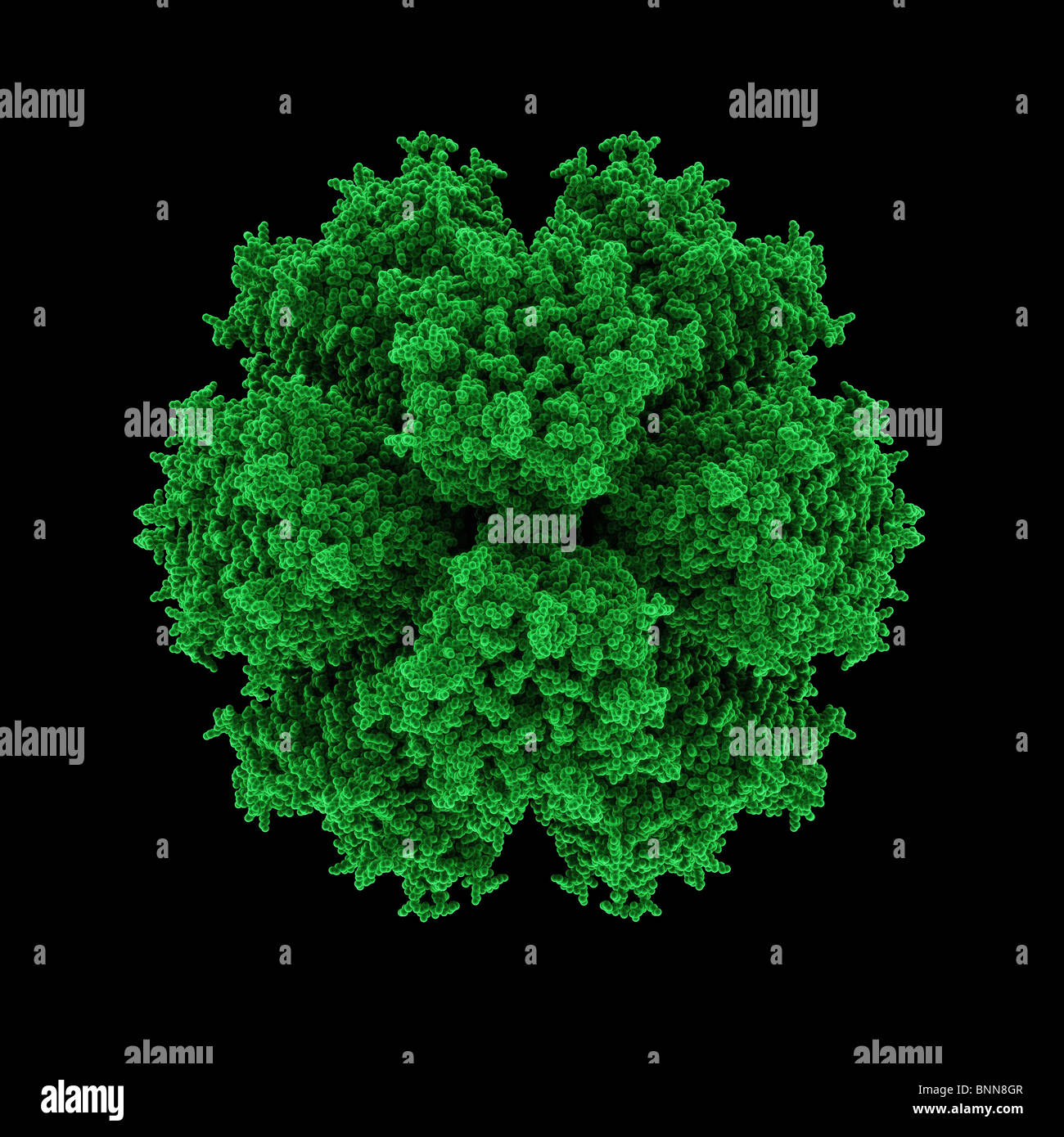 Adenoviruses hi-res stock photography and images - Alamy