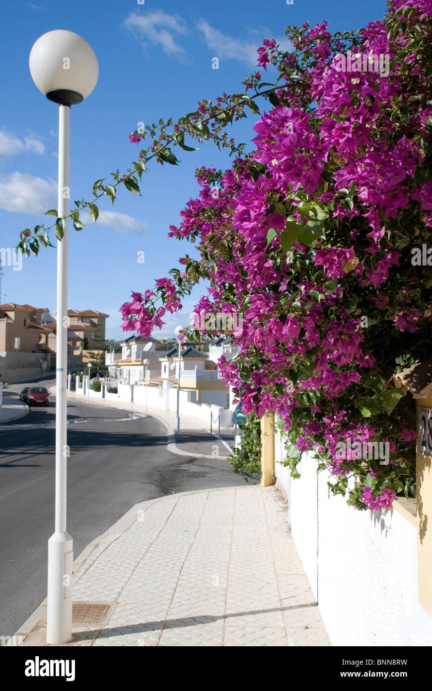 Bougainvillea flowers in Southern Spain Stock Photo - Alamy