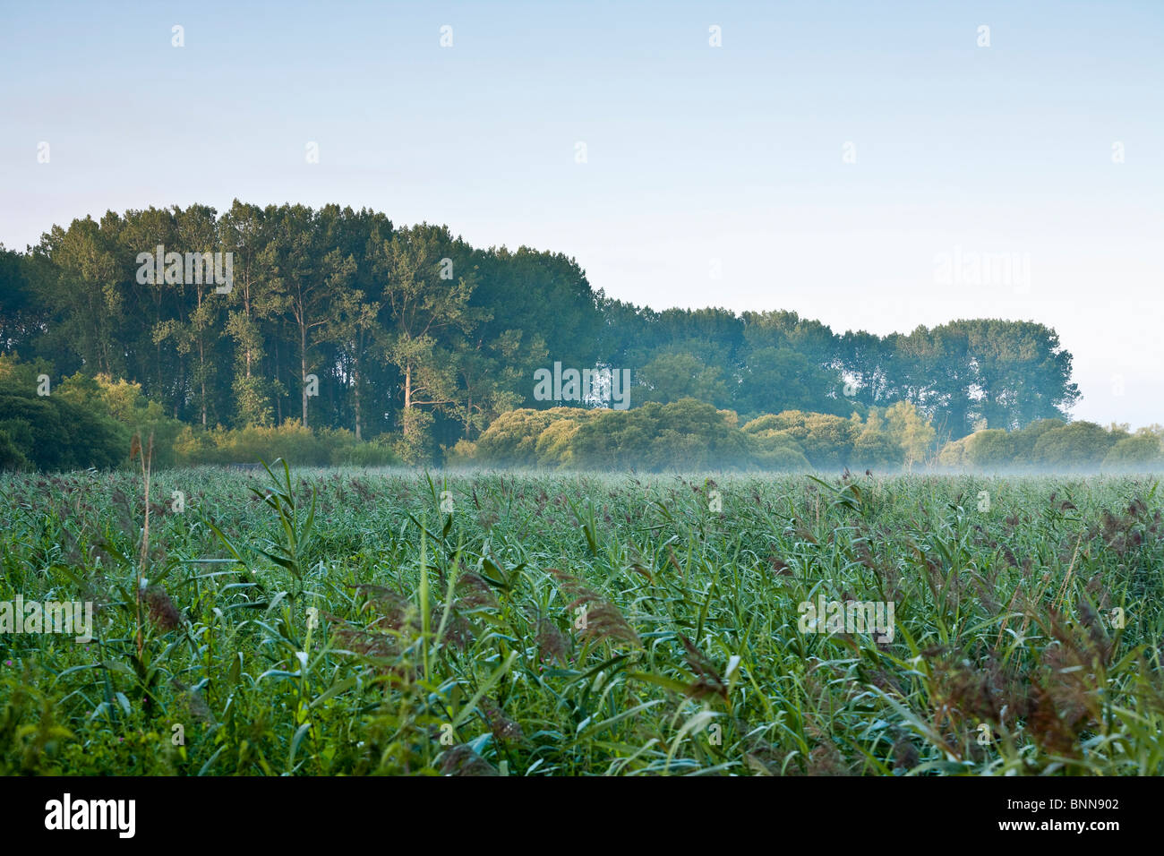 Over reed beds hi-res stock photography and images - Alamy