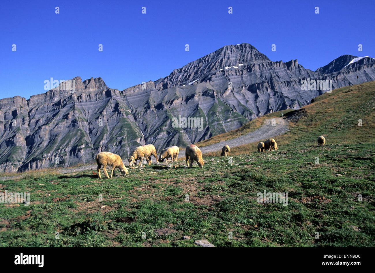 Leukerbad cattle hut flat horns sheep cattle posture mountains alpine ...