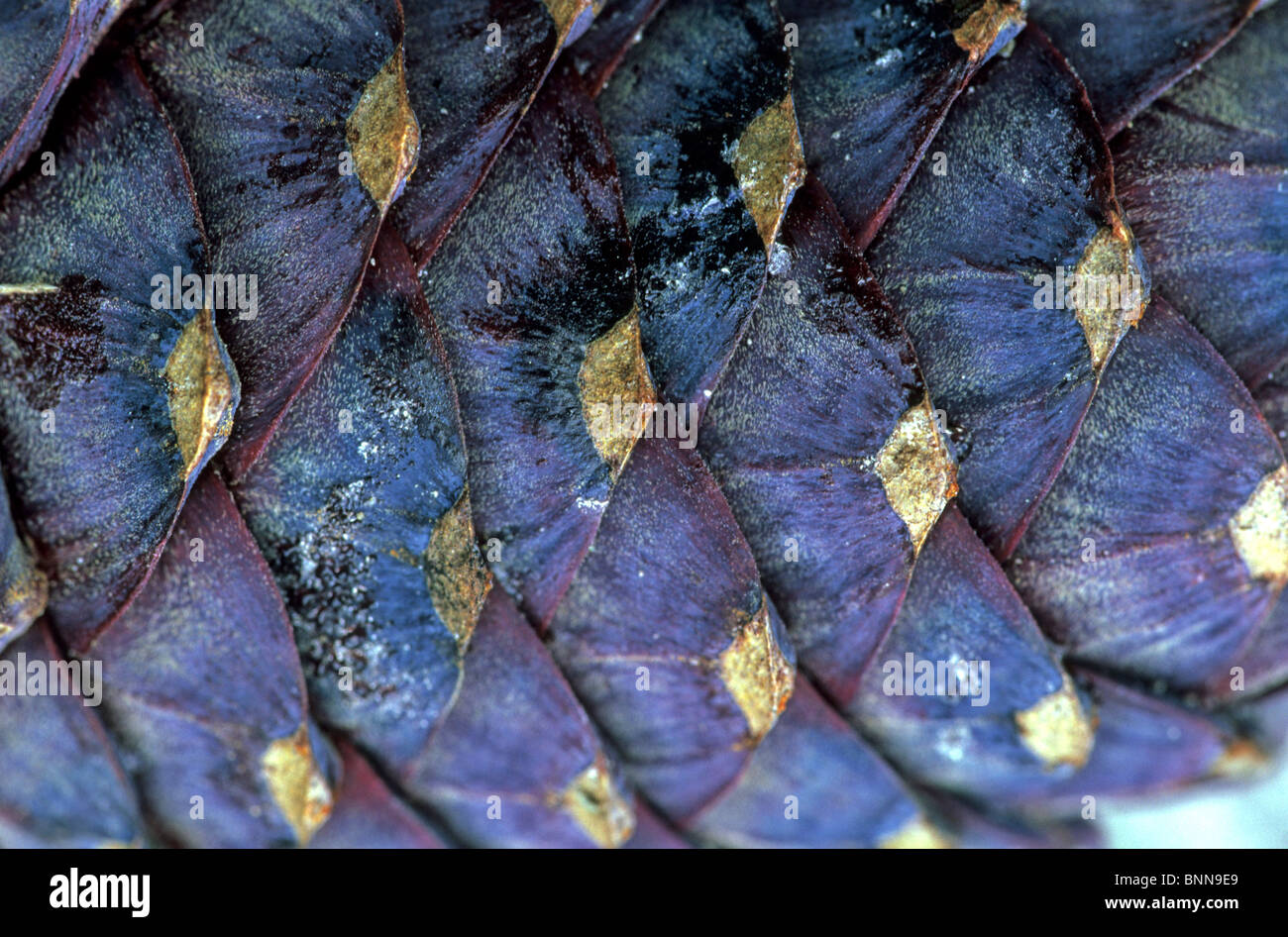 Stone pine plugs stone pine Pinus cembra conifers coniferous wood ...