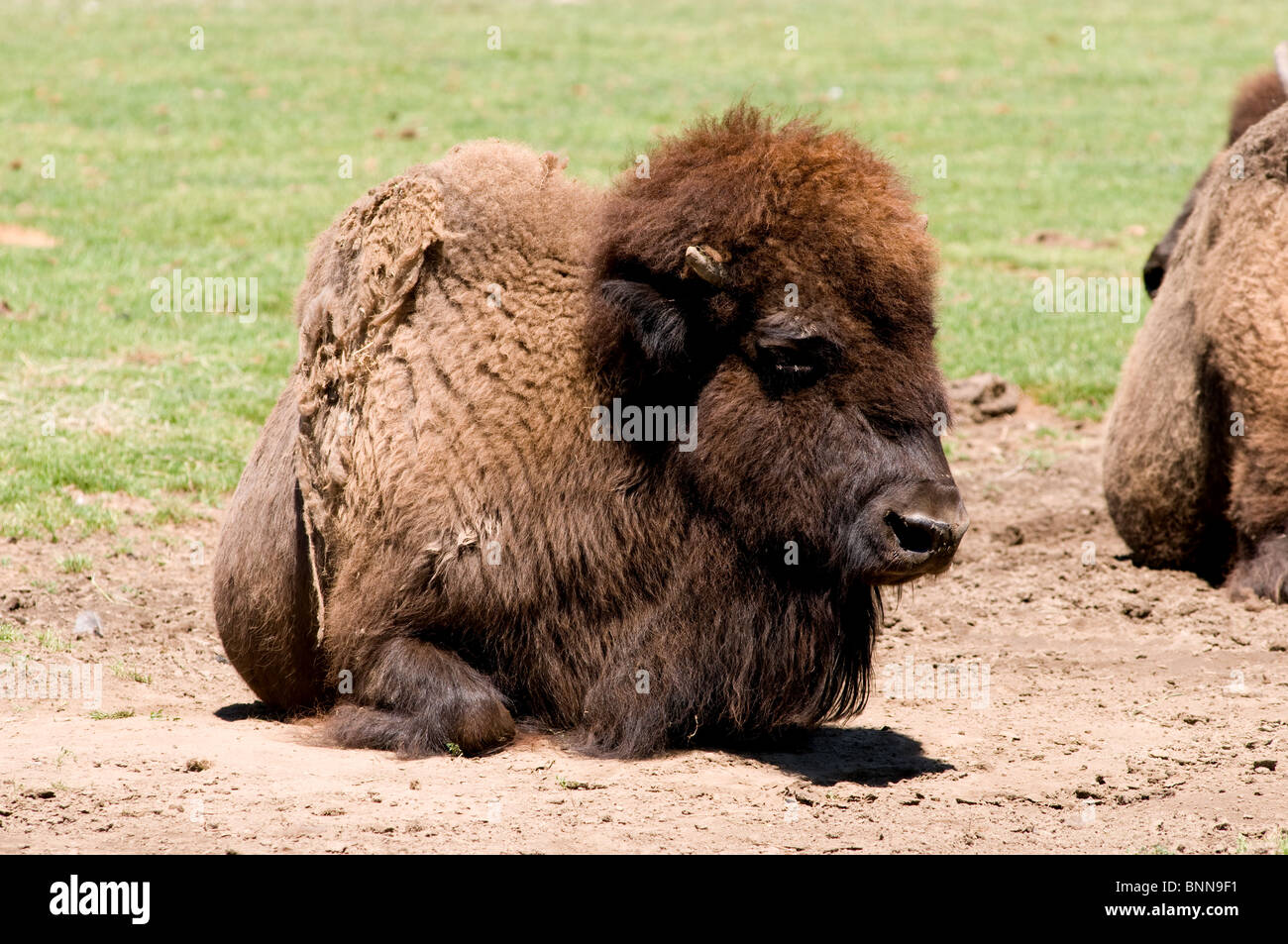 Head shot of a Bison Stock Photo - Alamy