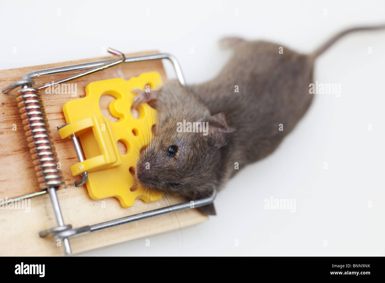 Sprung mouse trap hi-res stock photography and images - Alamy