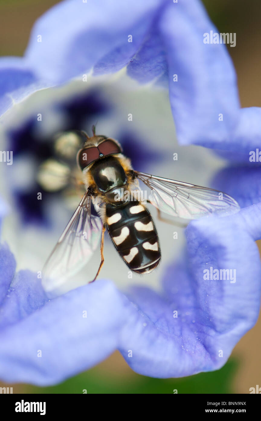 Hoverfly on a Nicandra Physalodes - Shoo fly flower Stock Photo - Alamy