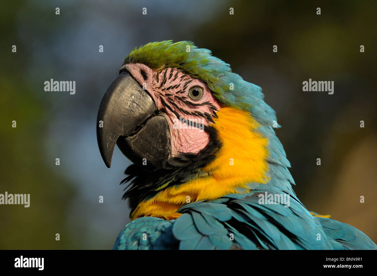 Ara bird portrait blue yellow Colombia South America Stock Photo - Alamy