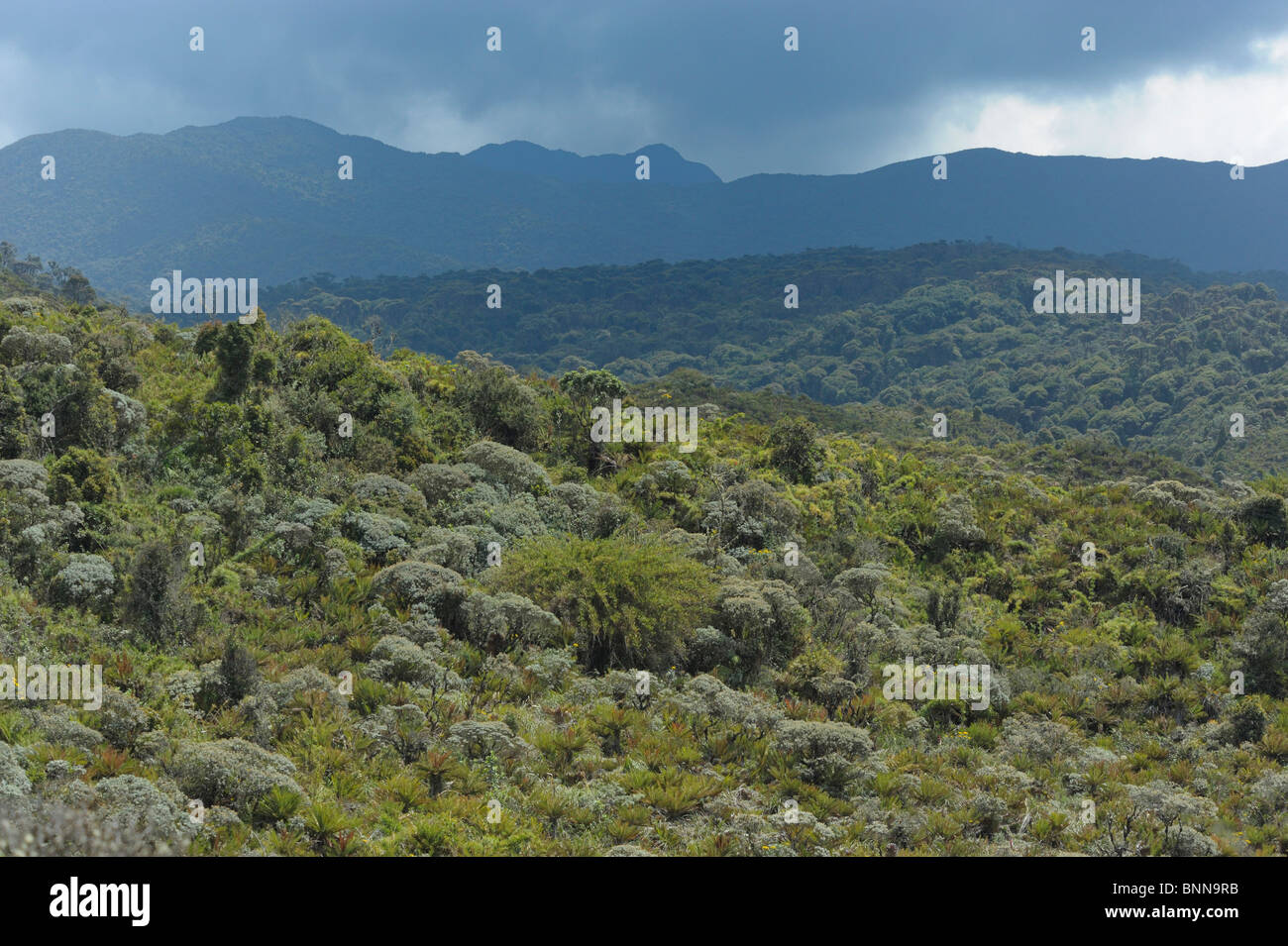 Landscape Forest Parque Nacional Natural Purace National Park Purace ...