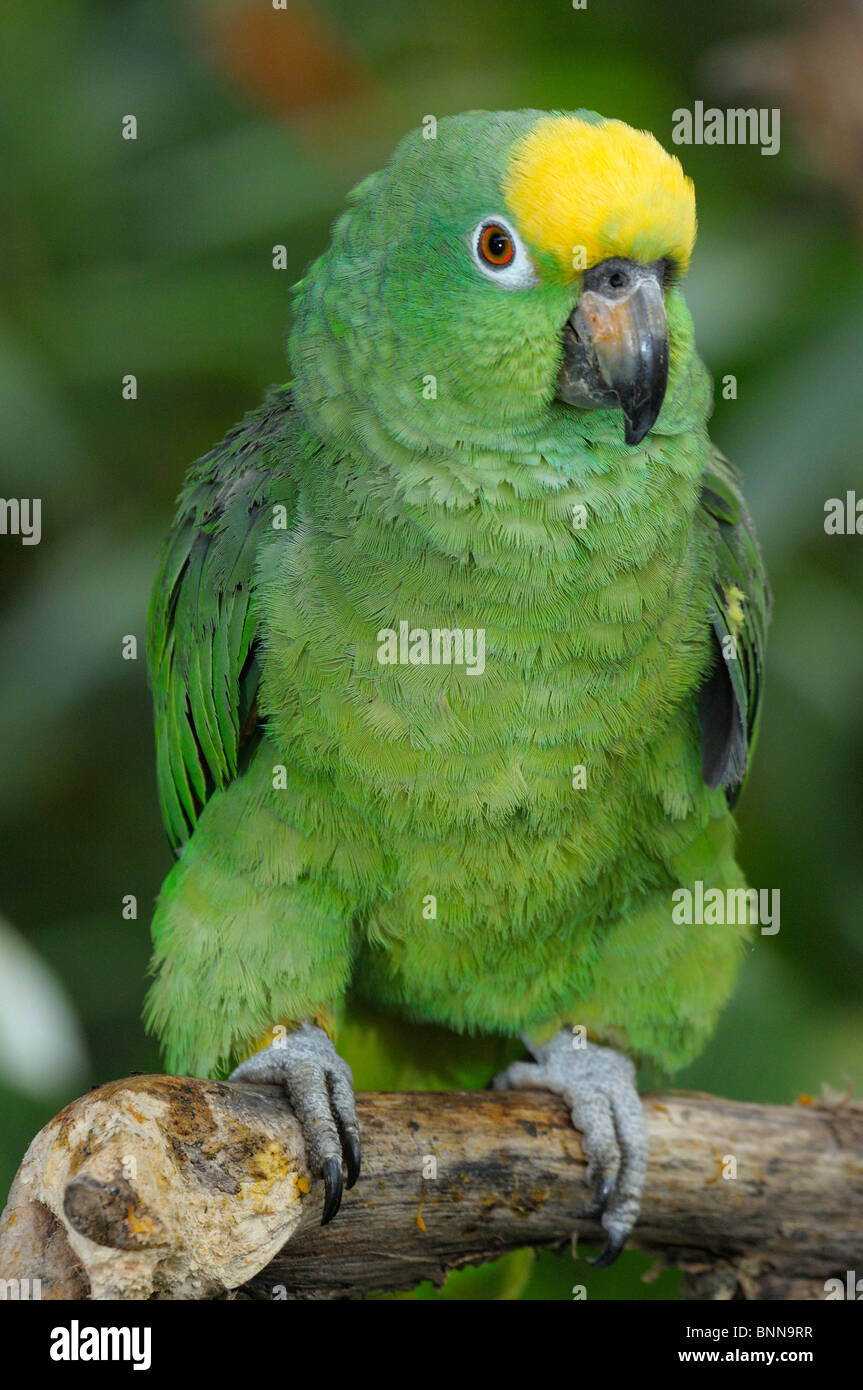 Parrot green yellow Calarca bird South America Stock Photo - Alamy