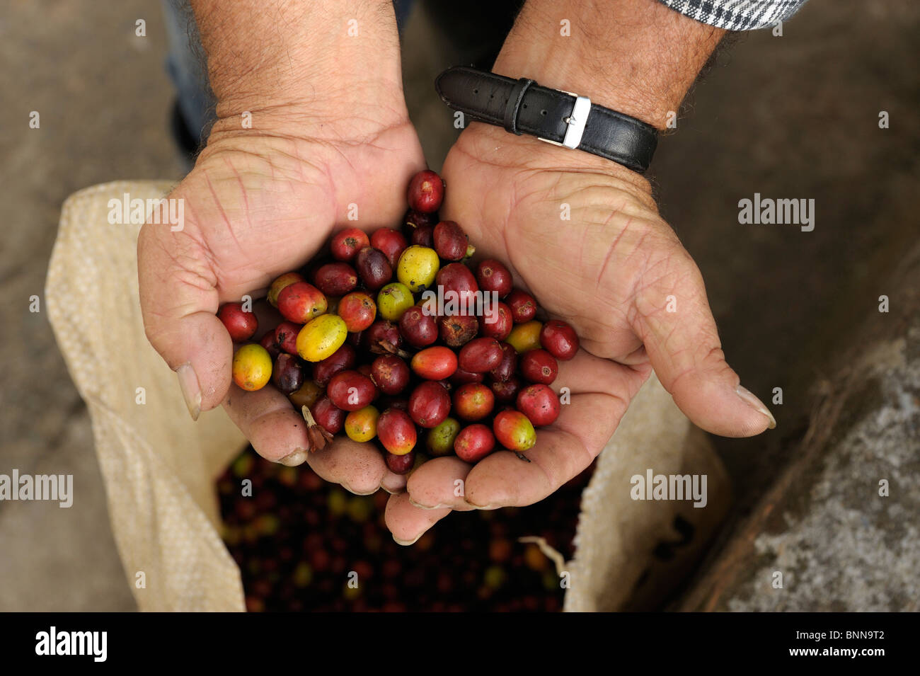 Harvest coffee berries Coffee Shade grown Coffee plants Coffee ...