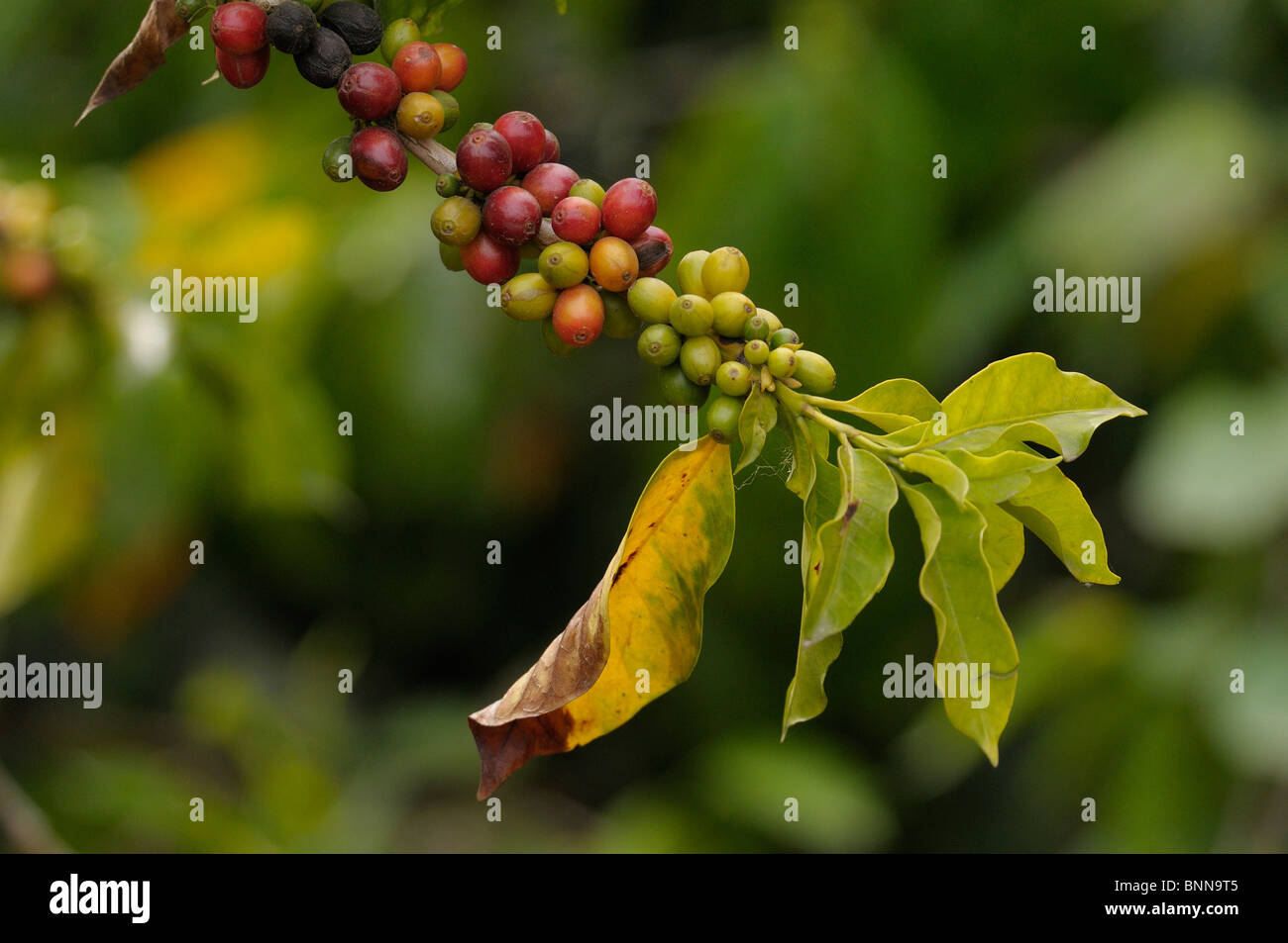 Coffee berries Coffee Shade grown Coffee plants Coffee Plantation Finca ...