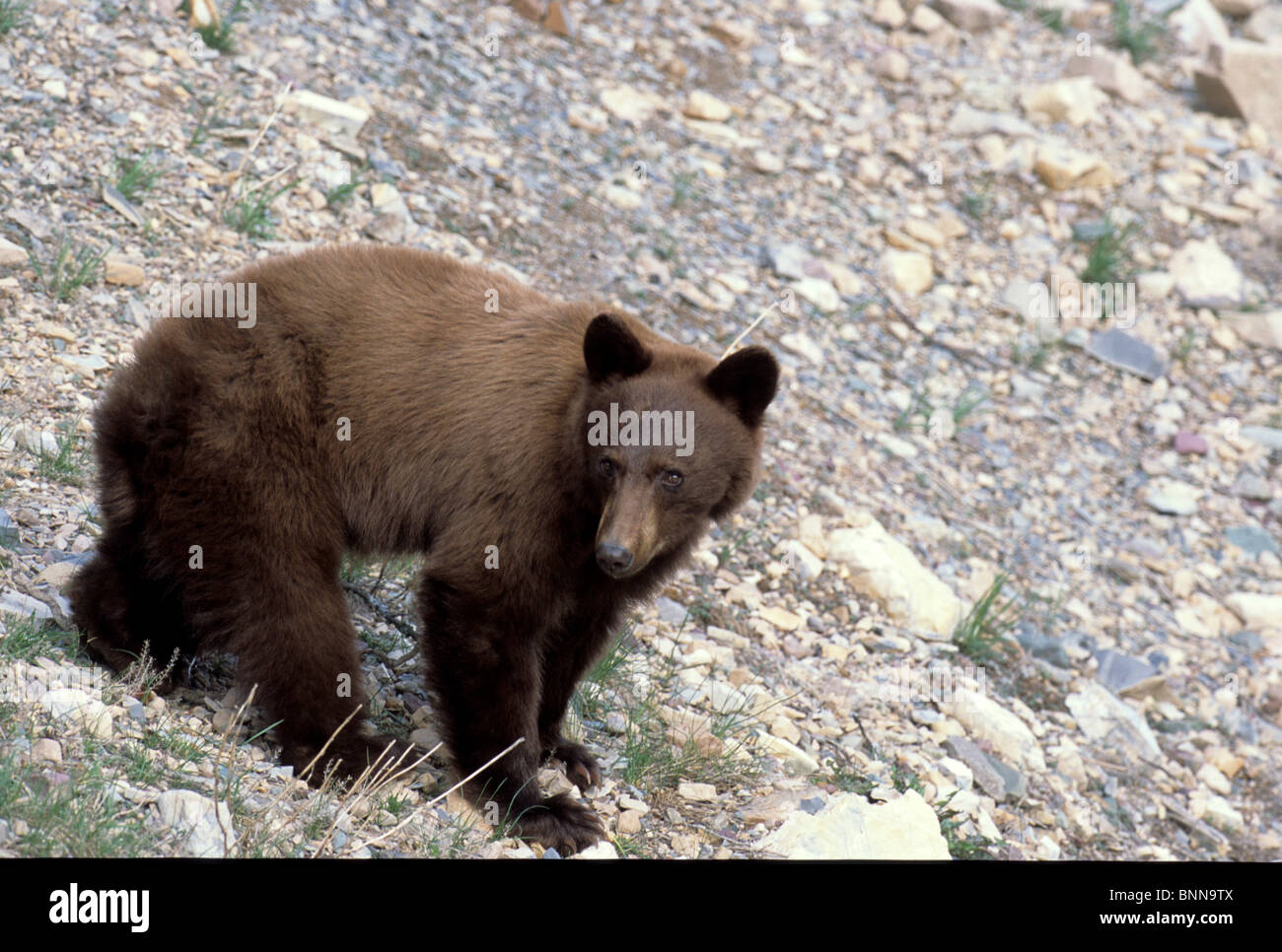 The red bears hi-res stock photography and images - Alamy