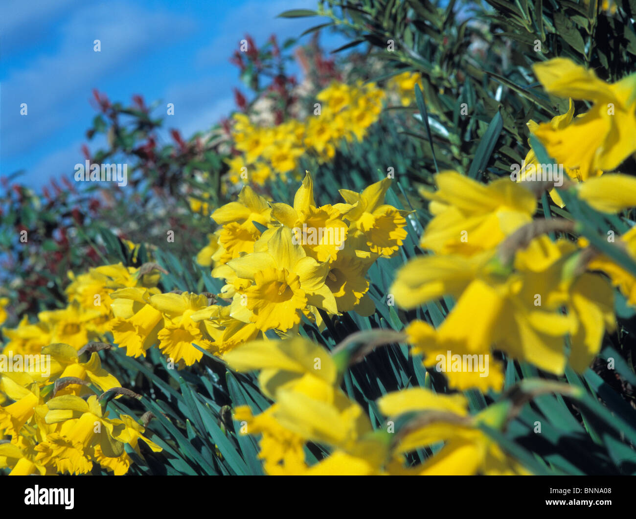 Daffodils full bloom hi-res stock photography and images - Alamy