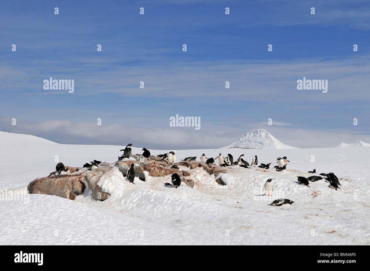 Antarctica Antarctic Damoy Point glacier ice penguins Stock Photo - Alamy