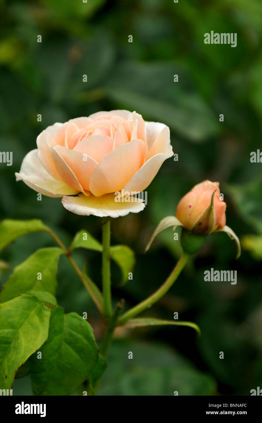 Juliet Rose Plant