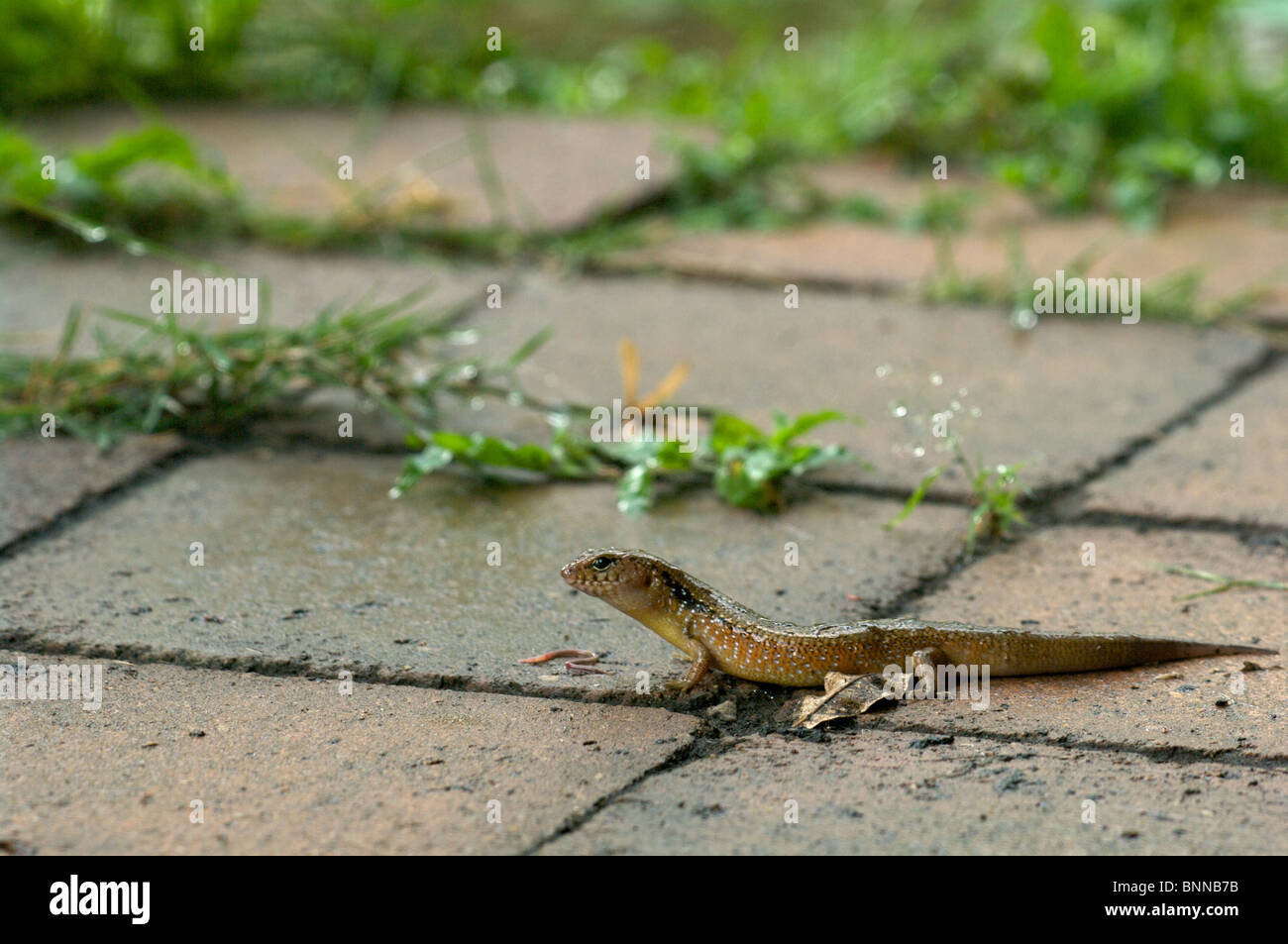An Orange-sided Bar-lipped Skink (Glaphyromorphus douglasi) snacking on ...