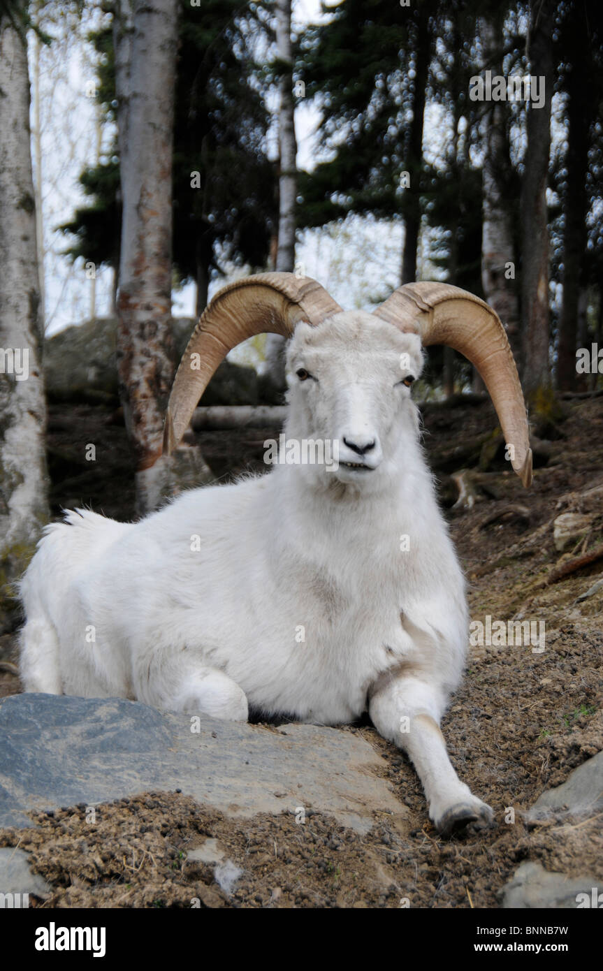 Dall Sheep at Rest Stock Photo - Alamy
