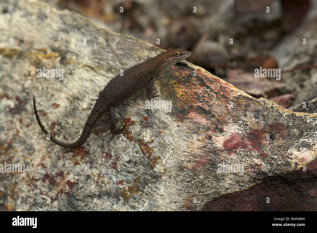 Carlia amax hi-res stock photography and images - Alamy