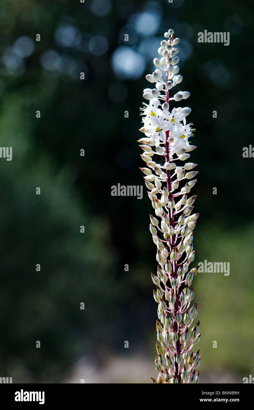 daffodil Asphodelus albus blossom flower flowers bulbous plant ...