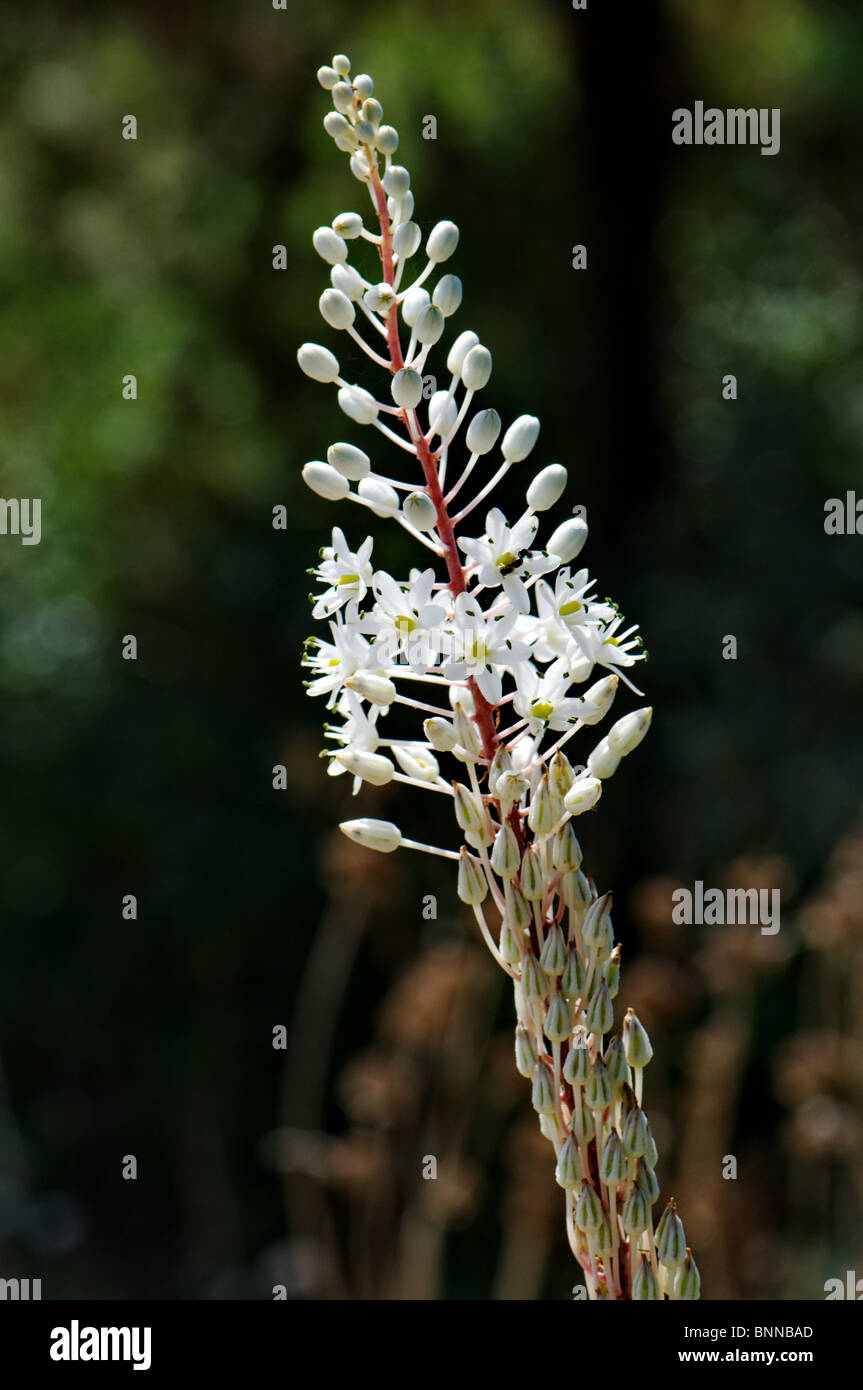 daffodil Asphodelus albus blossom flower flowers bulbous plant ...