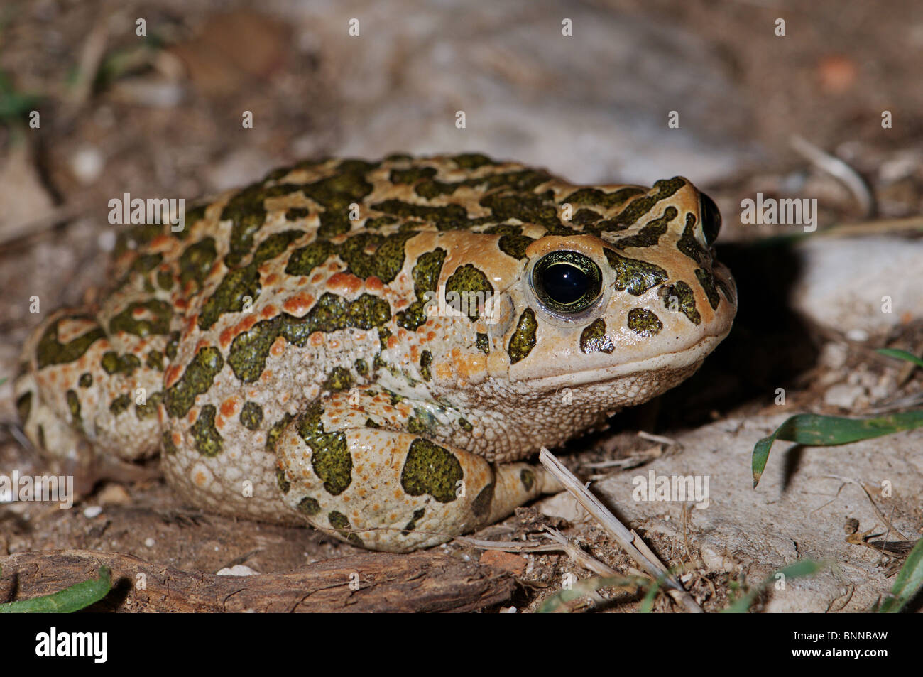 toad toads green toad Bufo viridis Amphibian Amphibians general view ...