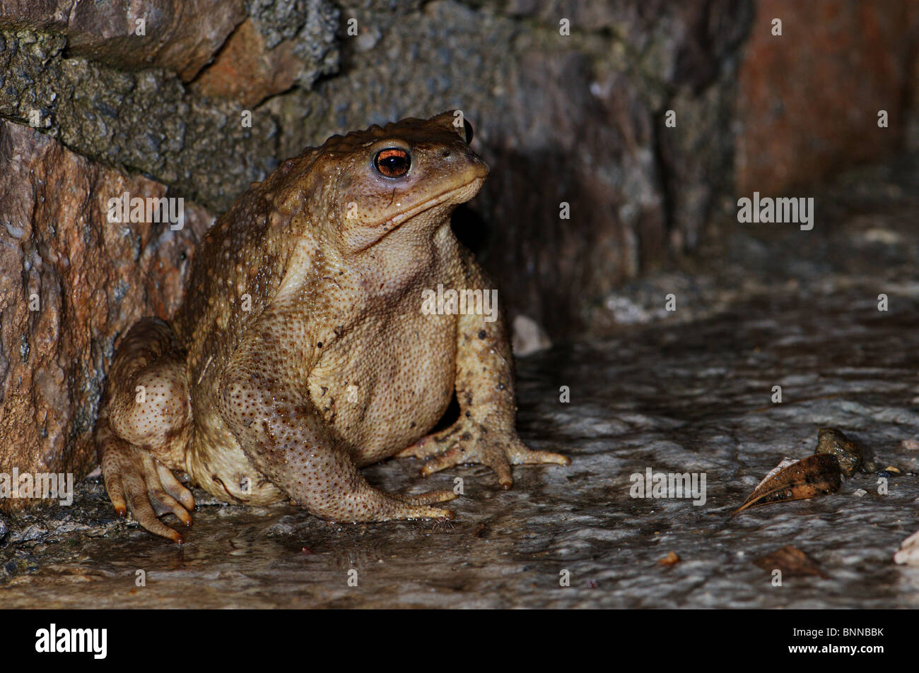 toad toads common toad mediterranean common toad Bufo bufo spinosus Amphibian Amphibians general ...