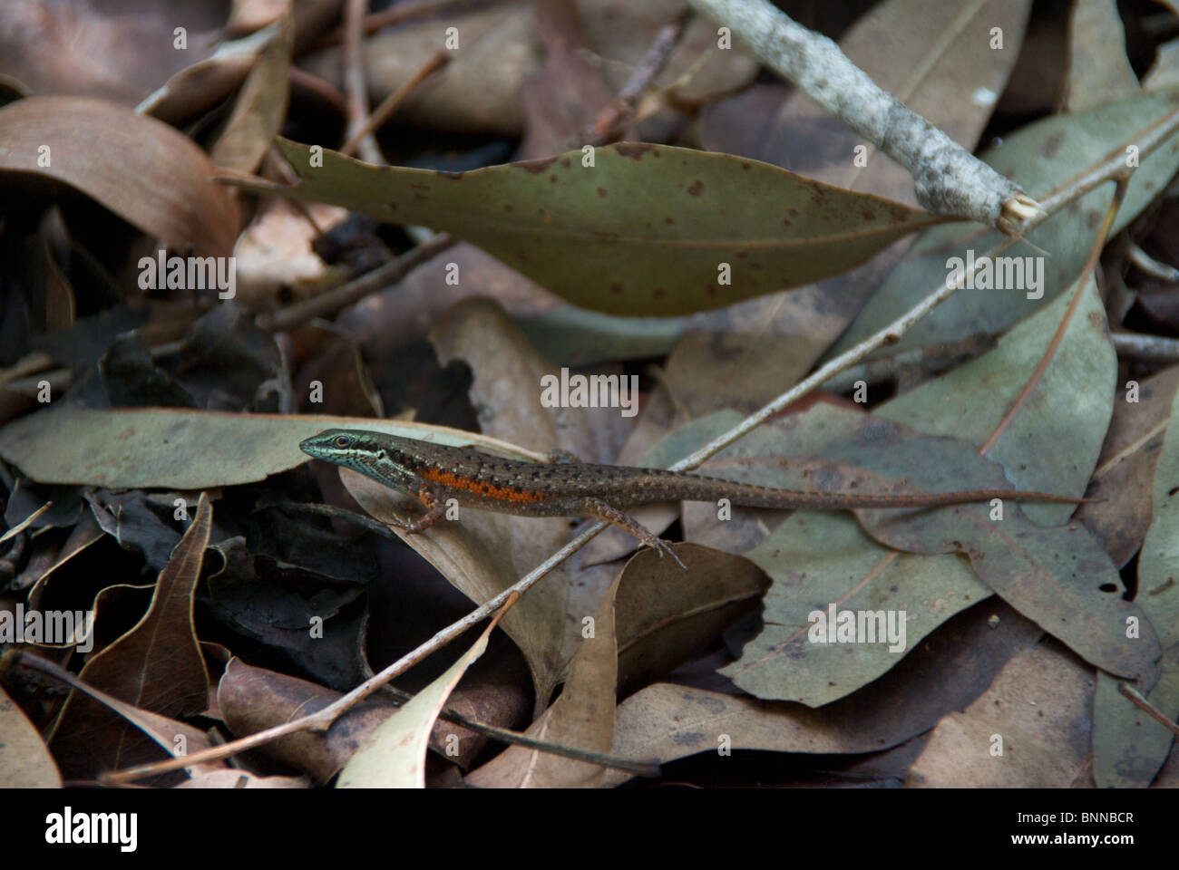 Red sided rainbow skink hi-res stock photography and images - Alamy