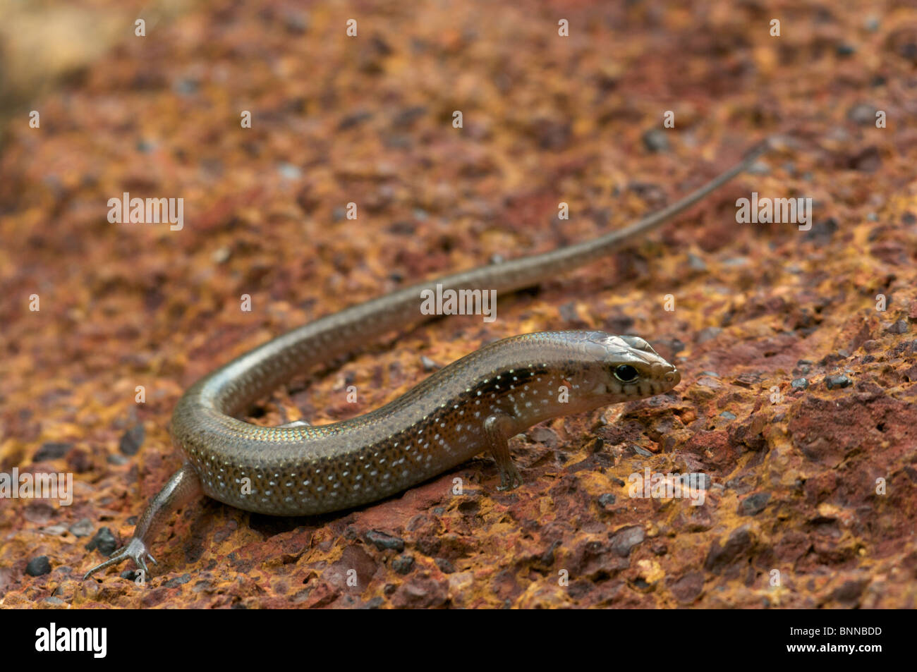 Orange sided bar lipped skink hi-res stock photography and images - Alamy