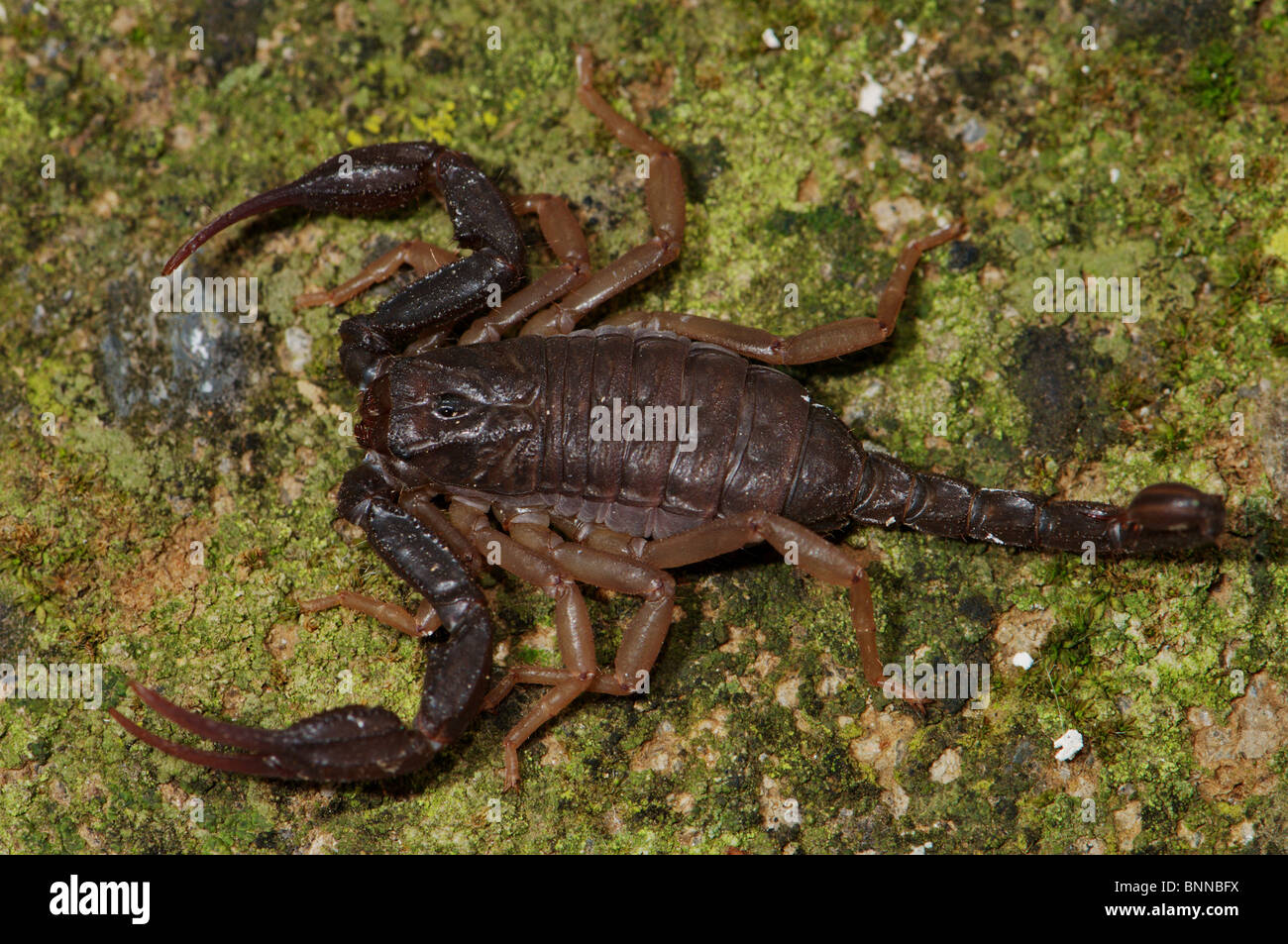 scorpion Iurus dufoureius arthropod venomous dangerous Greek Greece ...