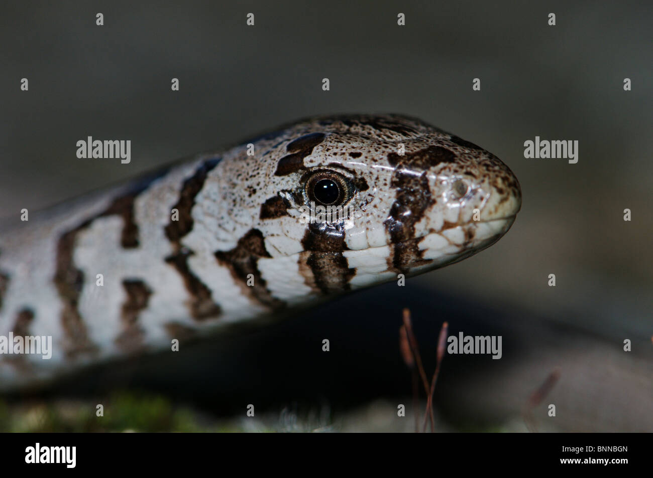 European glass lizard slow worm Pseudopus apodus thracius lizard ...