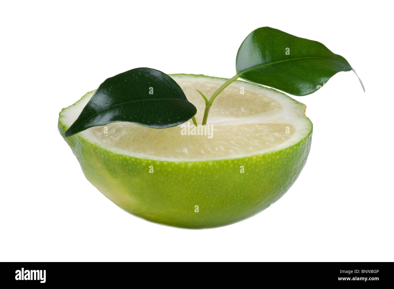 object on white - food lime close up Stock Photo - Alamy