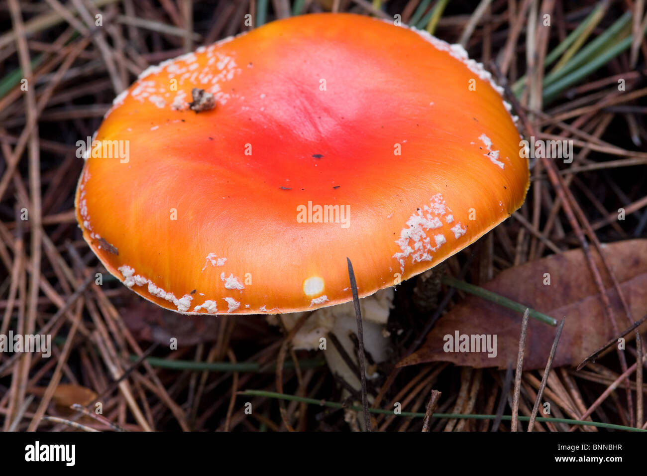 Amanita muscaria mushroom Stock Photo - Alamy