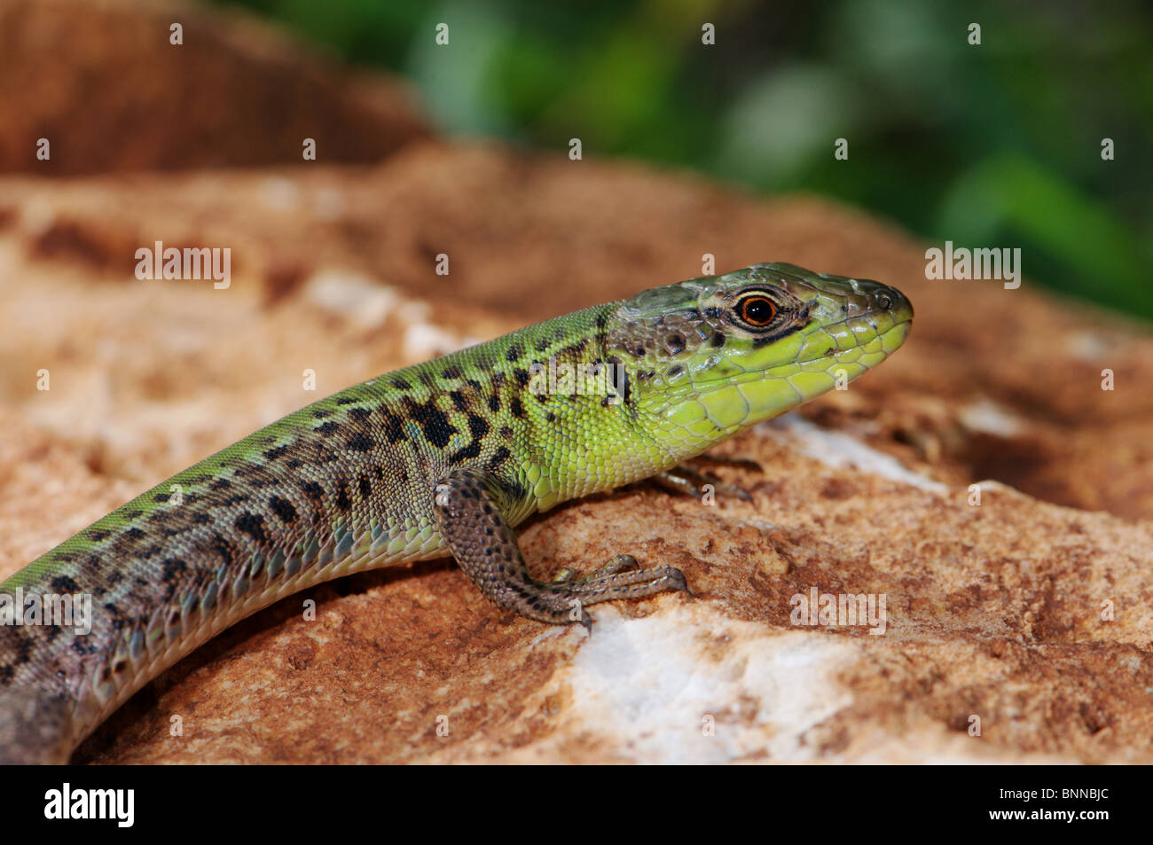 Greek lizards hi-res stock photography and images - Alamy