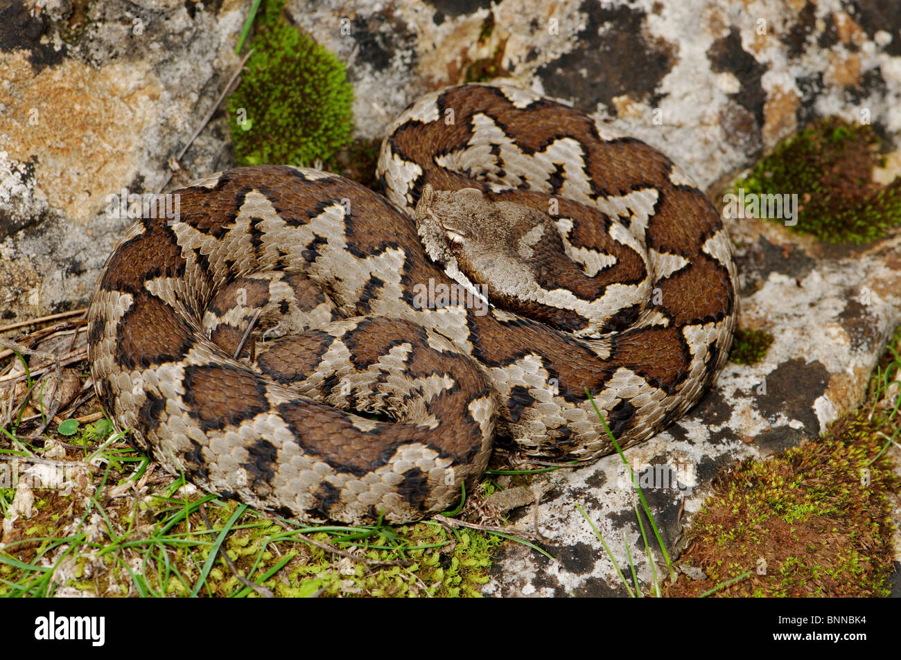 viper vipers adder adders nose-horned viper Vipera ammodytes ...