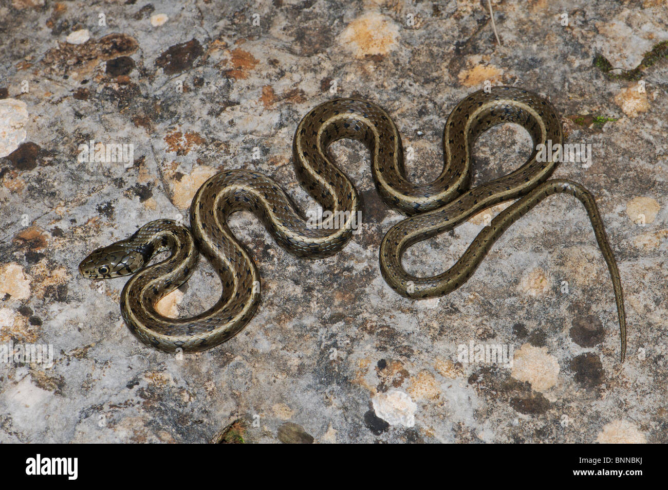 Grass snake colubrid colubrids Natrix natrix persa snake snakes reptile ...