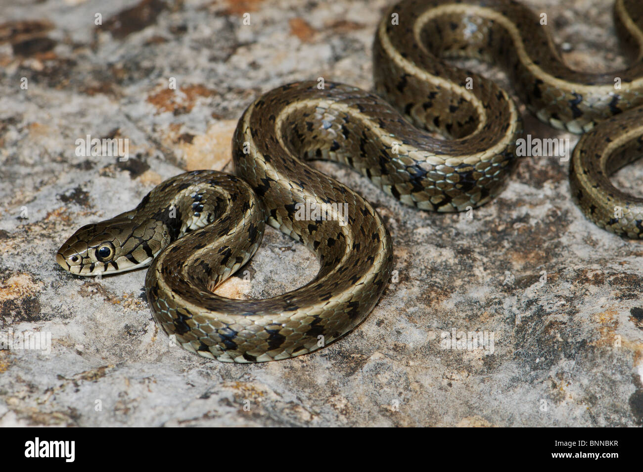 Grass Snake Natrix Natrix Persa Stock Photos & Grass Snake Natrix ...