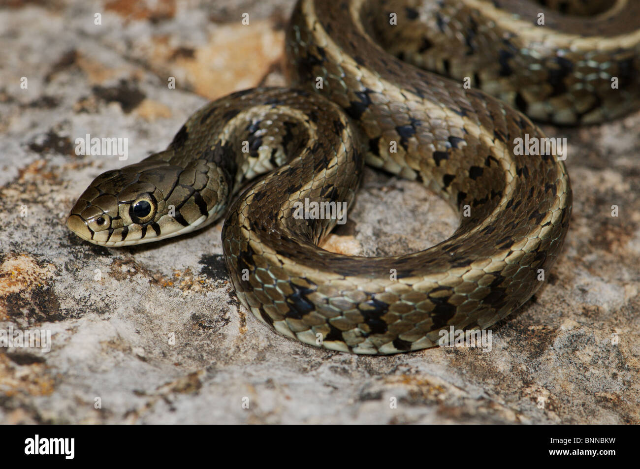 Grass snake colubrid colubrids Natrix natrix persa snake snakes reptile ...