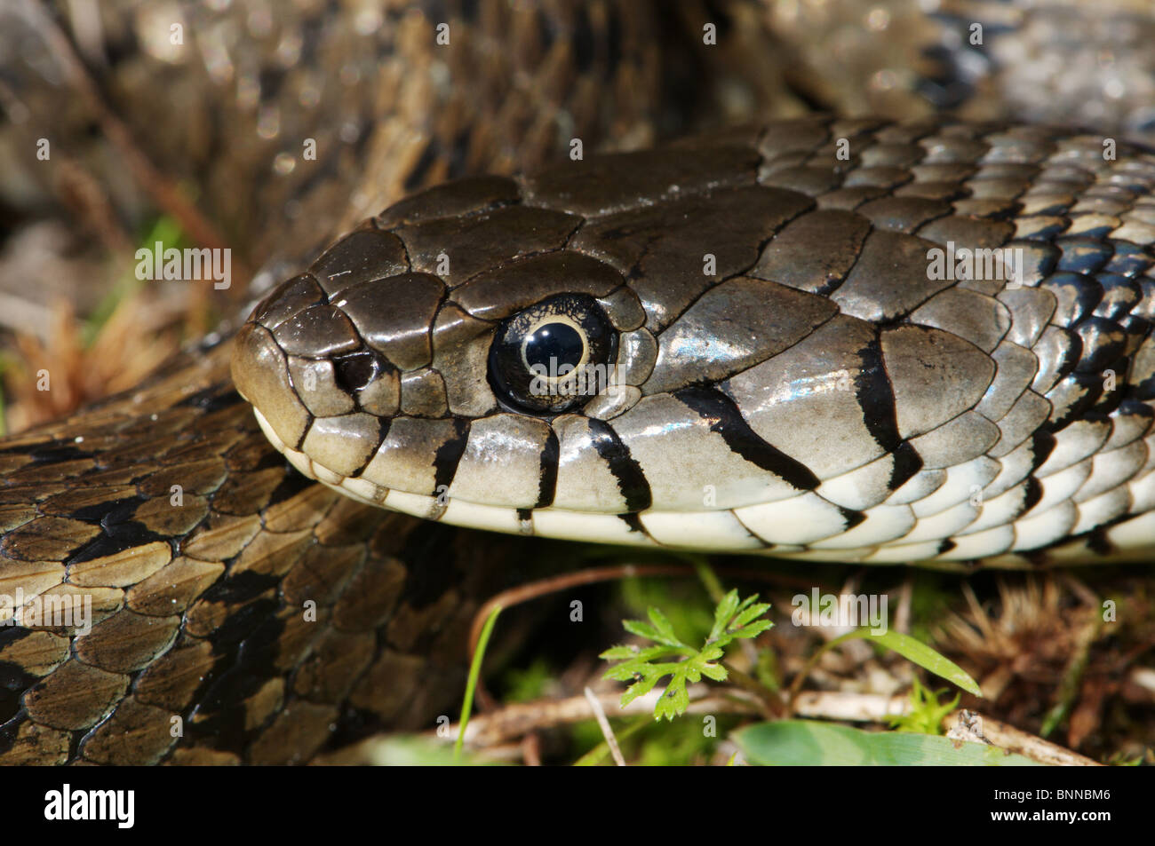 Grass snake colubrid colubrids Natrix natrix persa snake snakes reptile ...