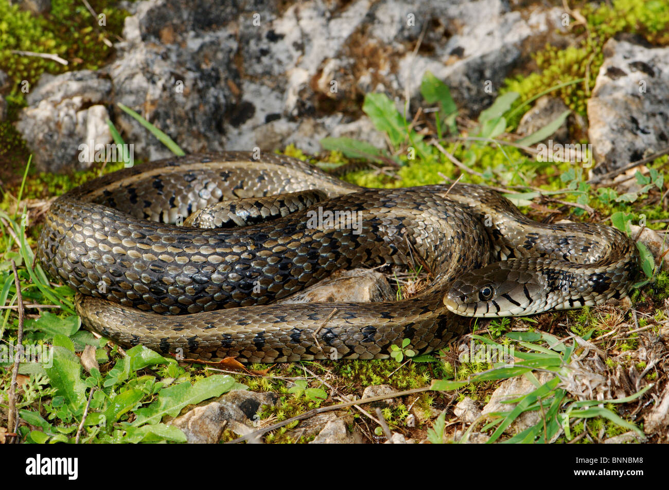 Grass snake colubrid colubrids Natrix natrix persa snake snakes reptile ...