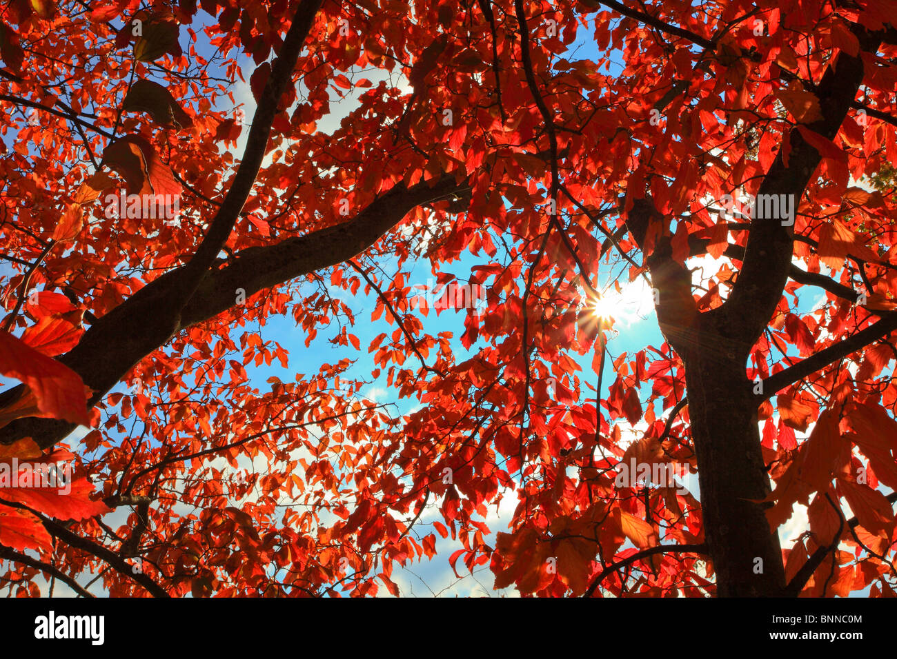 Light colored trees hi-res stock photography and images - Alamy