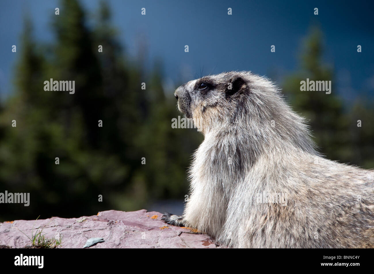 hoary marmot marmota caligulata glacier national park USA Montana ...